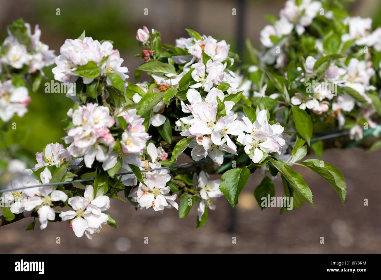 Greensleeves apple tree hi-res stock photography and images - Alamy