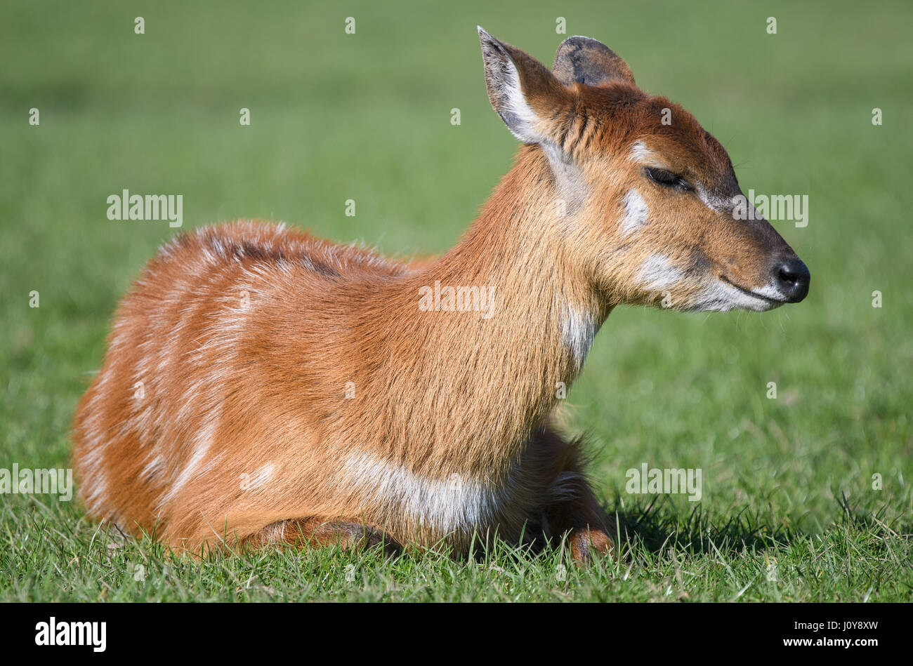 Congo sitatunga hi-res stock photography and images - Alamy