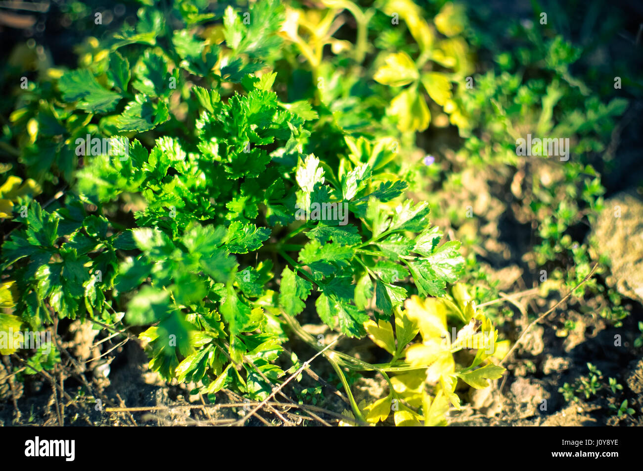 Agricultural field on which grow mature parsley green Stock Photo - Alamy