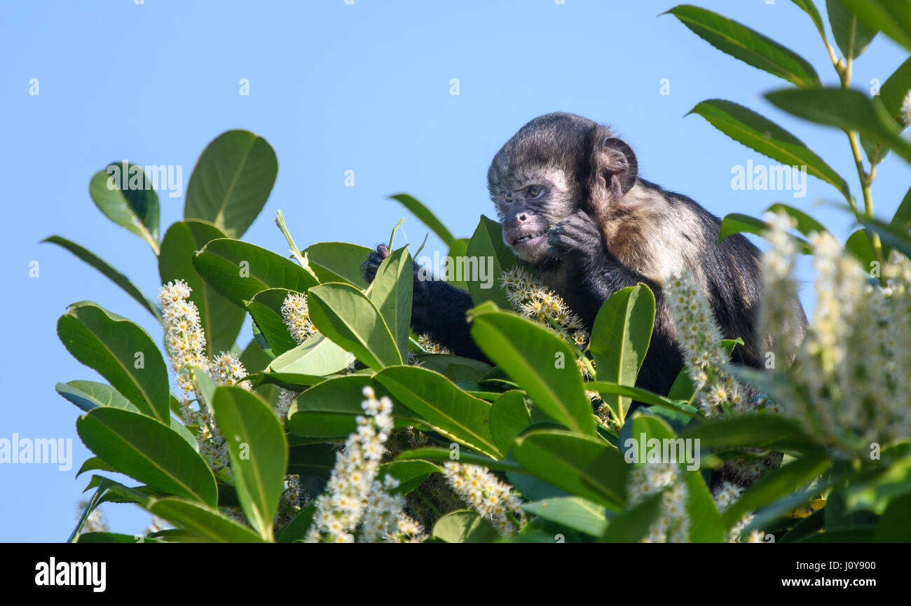 A Buffy Headed Capuchin Monkey climbing in a tree Stock Photo - Alamy