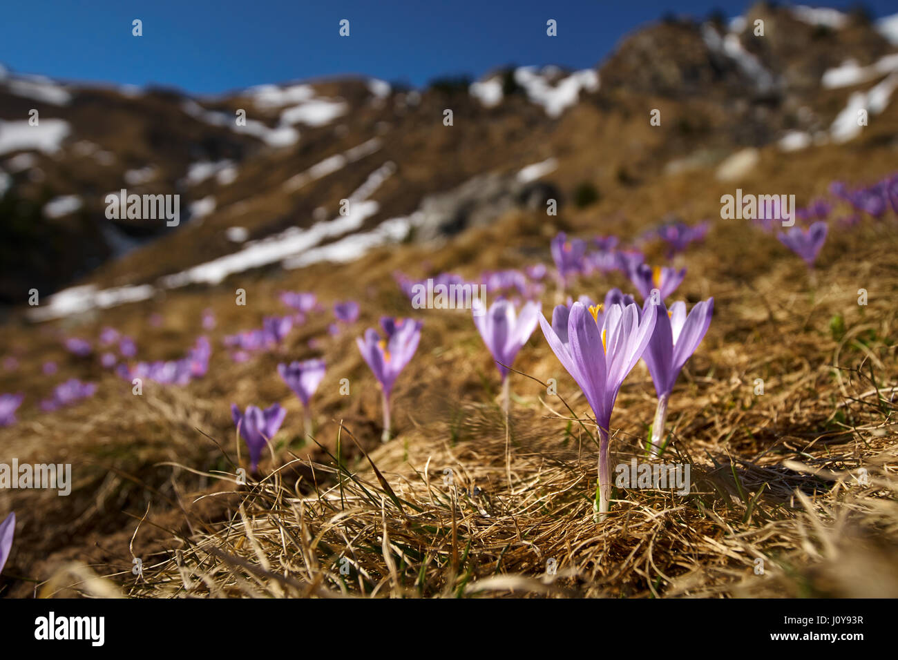 Crocus flowers on mountain slope during spring Stock Photo - Alamy