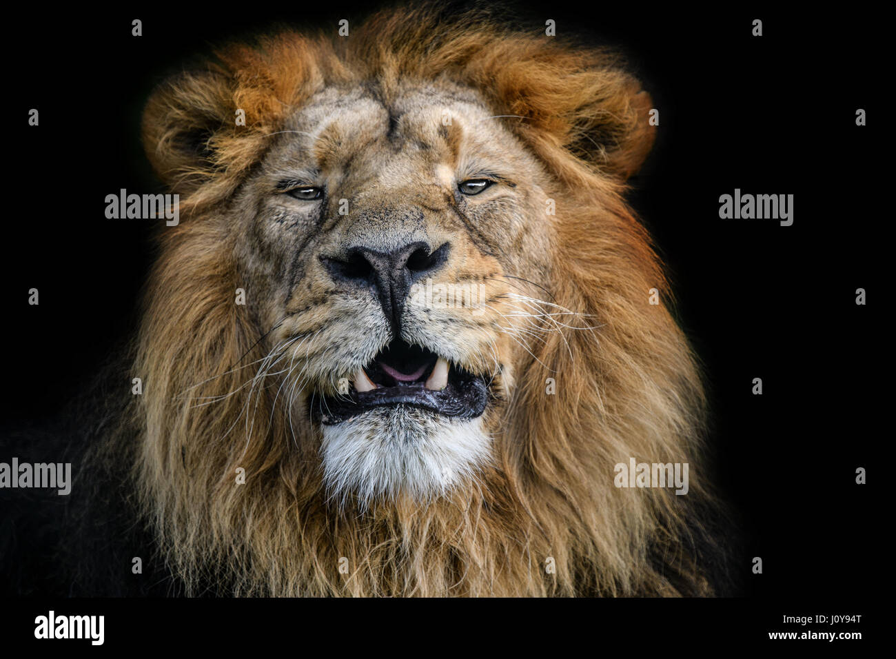 A close up of a male Lions Head looking at the camera Stock Photo - Alamy
