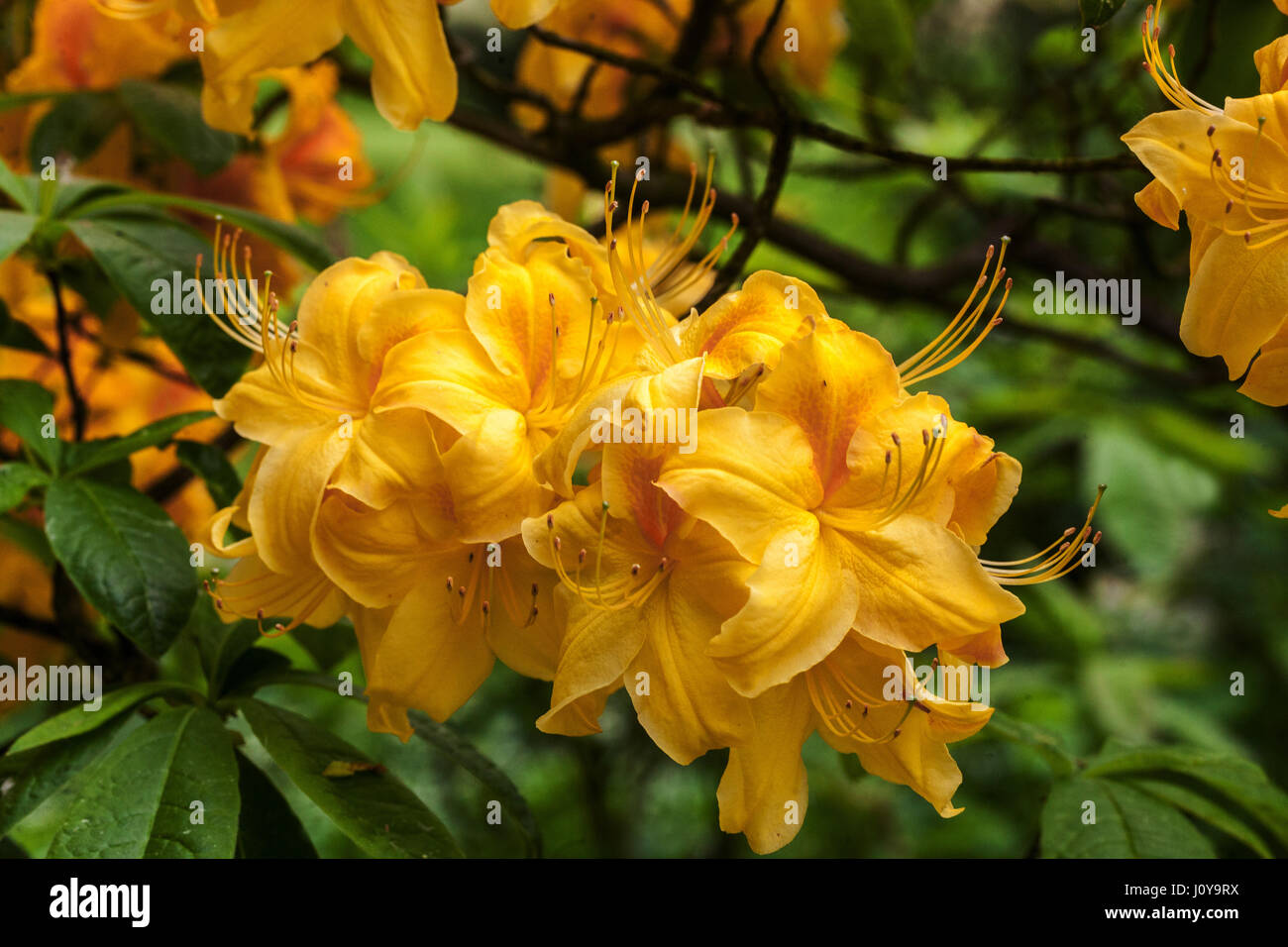 Yellow Rhododendron 'Golden Sunset', yellow flowering Stock Photo - Alamy