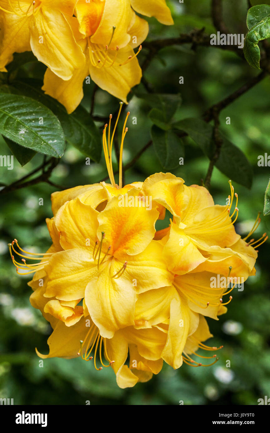 Rhododendron 'Golden Sunset', yellow flowers Stock Photo - Alamy