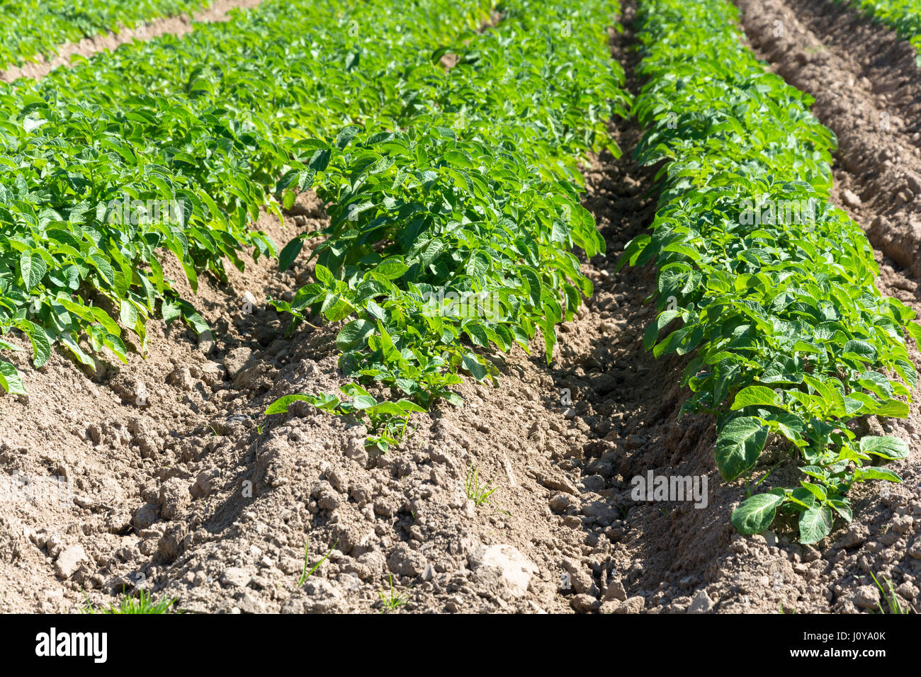 Potato culture hi-res stock photography and images - Alamy