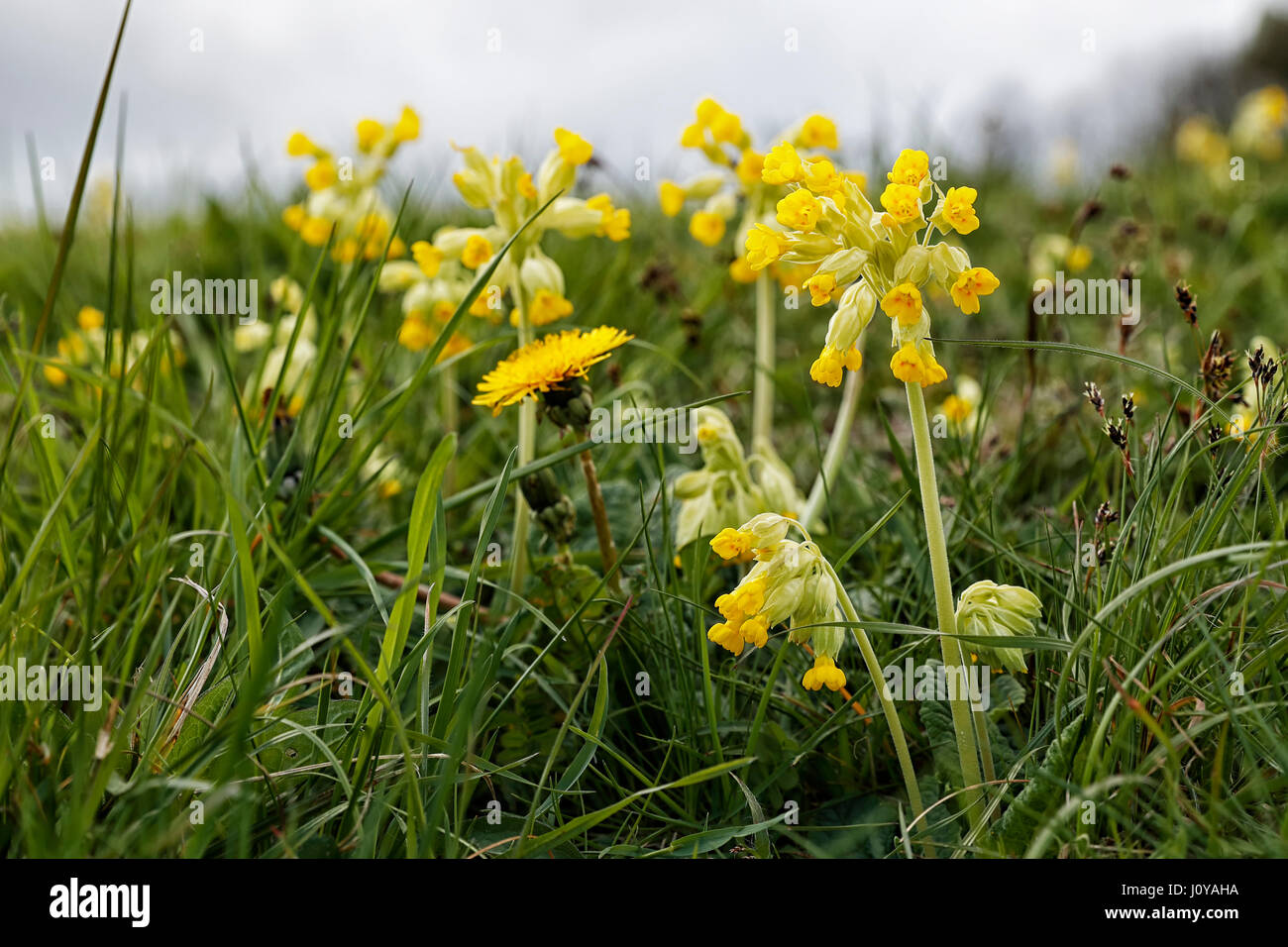 Cowslips, Primula veris Stock Photo - Alamy