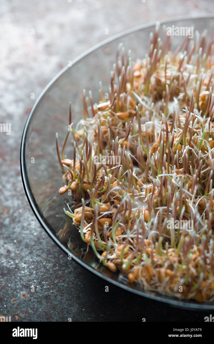 Grain sprouted wheat closeup, healthy food vertical Stock Photo - Alamy