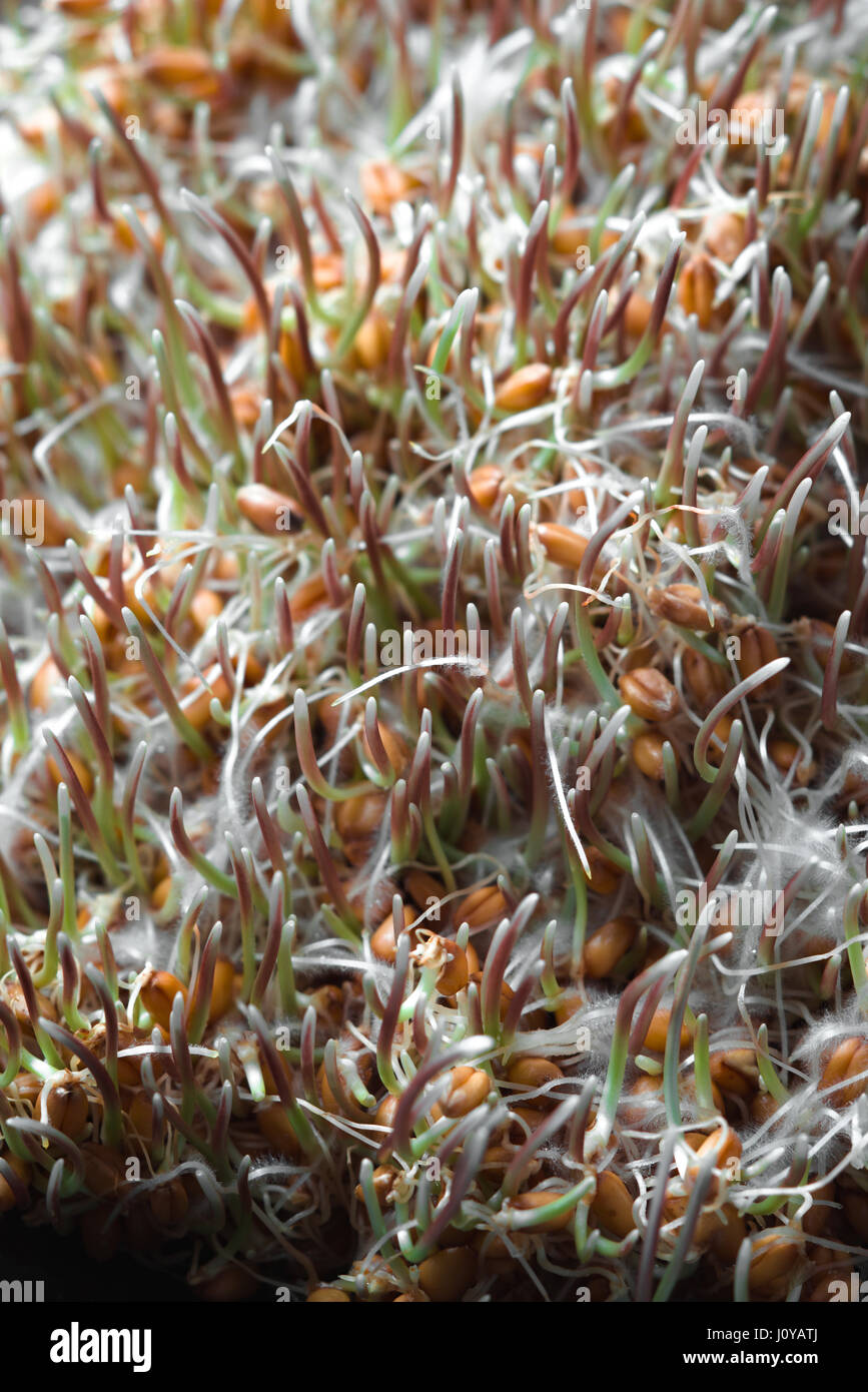 Background from wheat germ and seed closeup vertical Stock Photo - Alamy