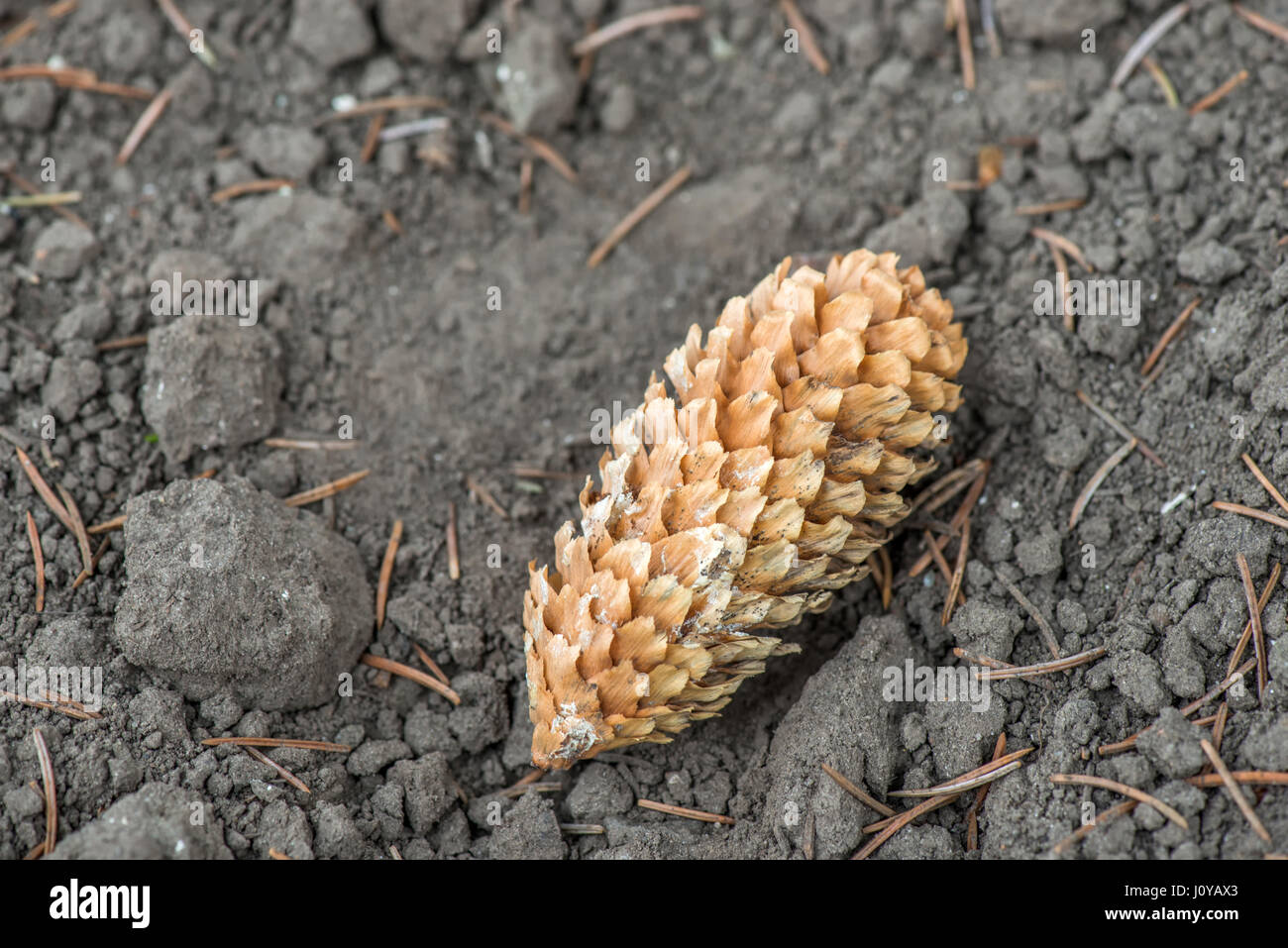 Cone stem hi-res stock photography and images - Alamy