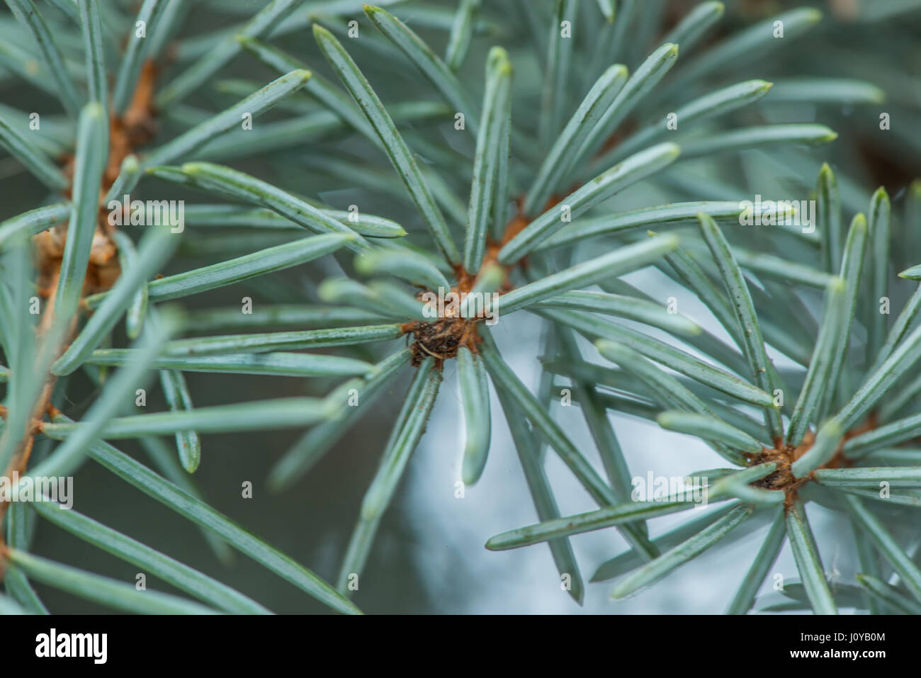 Branches blue spruce nature hi-res stock photography and images - Alamy