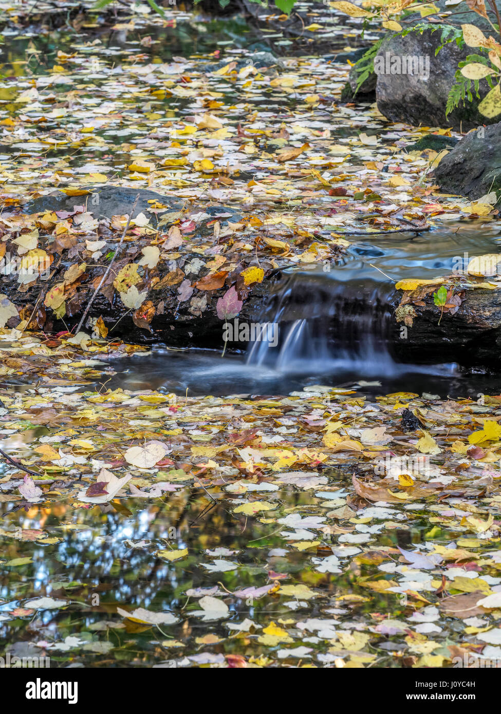 Small Waterfall,rushing water in forest in the fall autumn Stock Photo ...