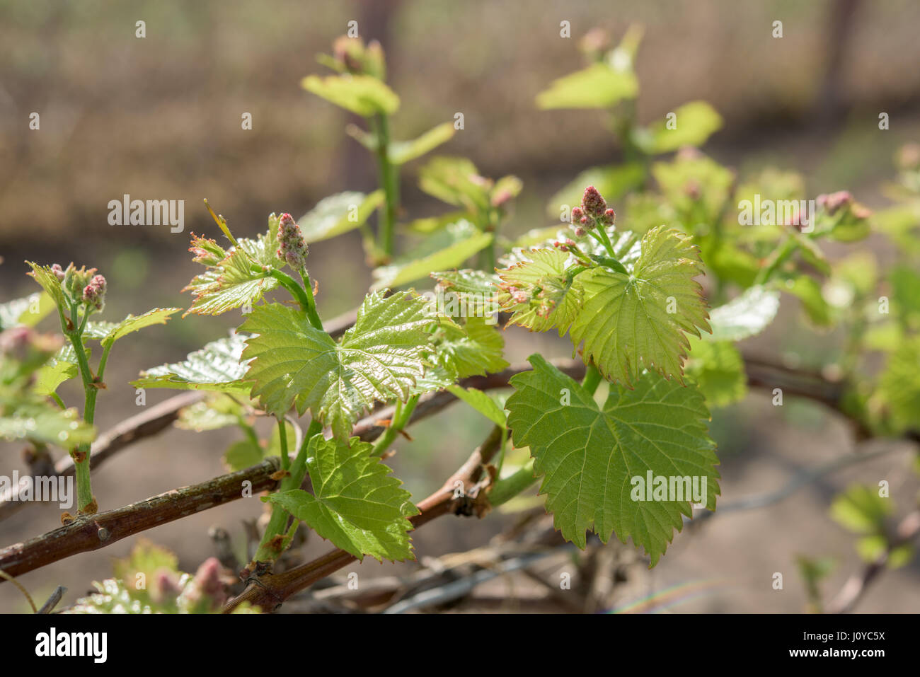 Spring time- part of a new grape vine Stock Photo - Alamy