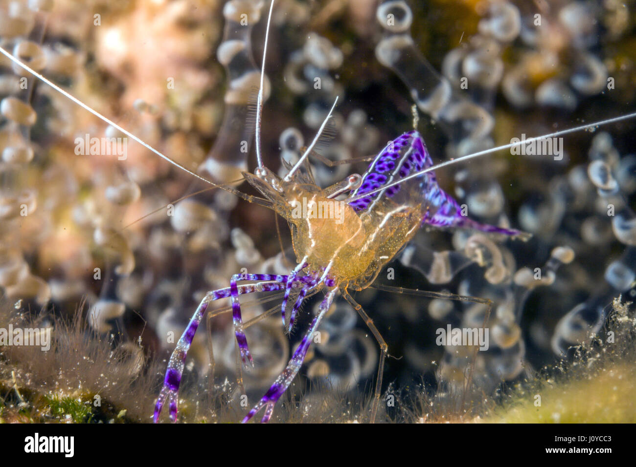 Ancylomenes pedersoni,Pederson's shrimp, is a species of cleaner shrimp ...