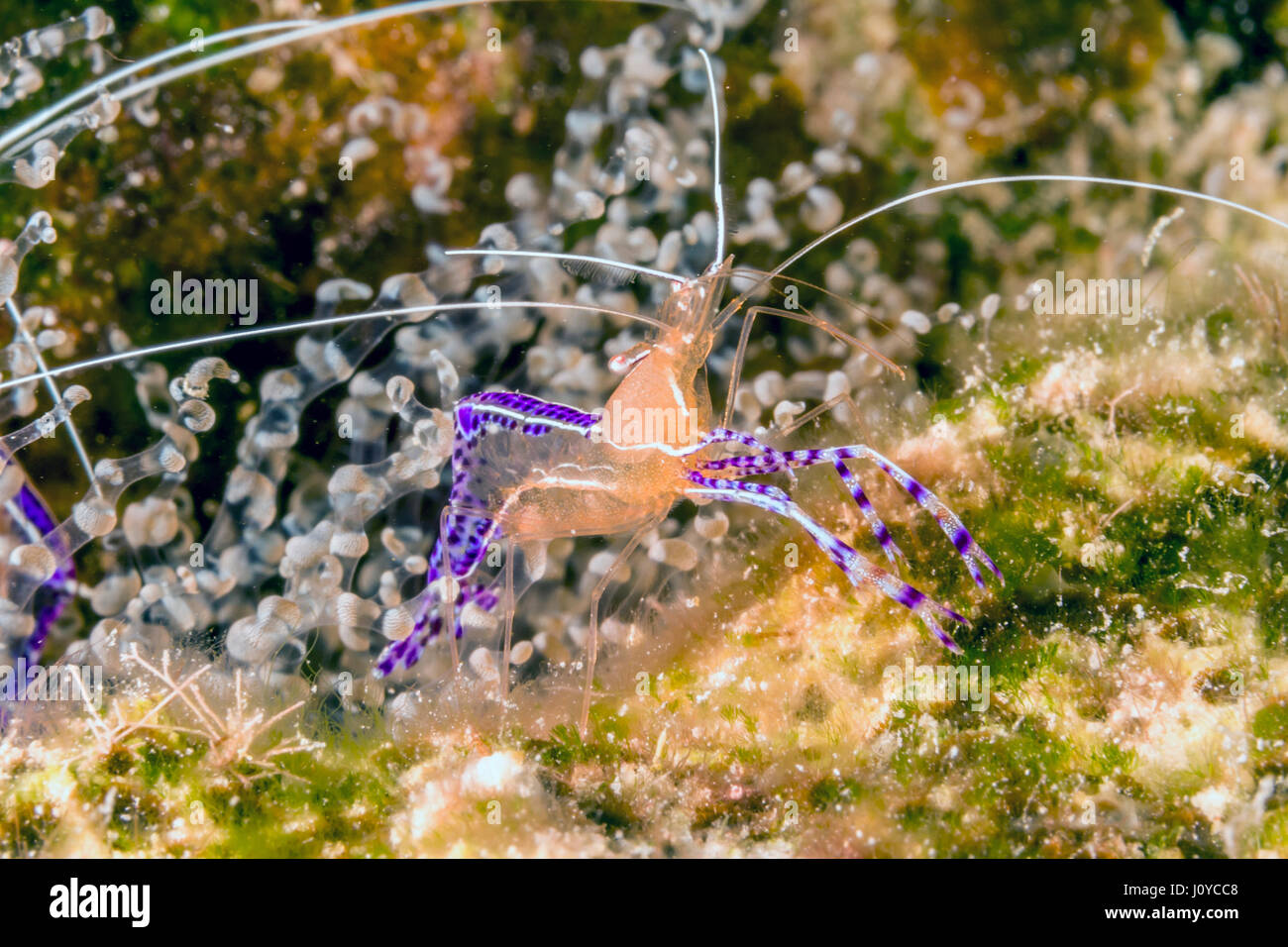Ancylomenes pedersoni,Pederson's shrimp, is a species of cleaner shrimp ...