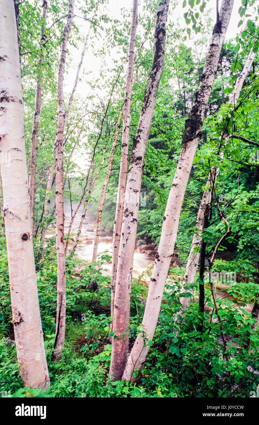 Hardwoods Of Missouri Birch Tree at Kenneth Bray blog