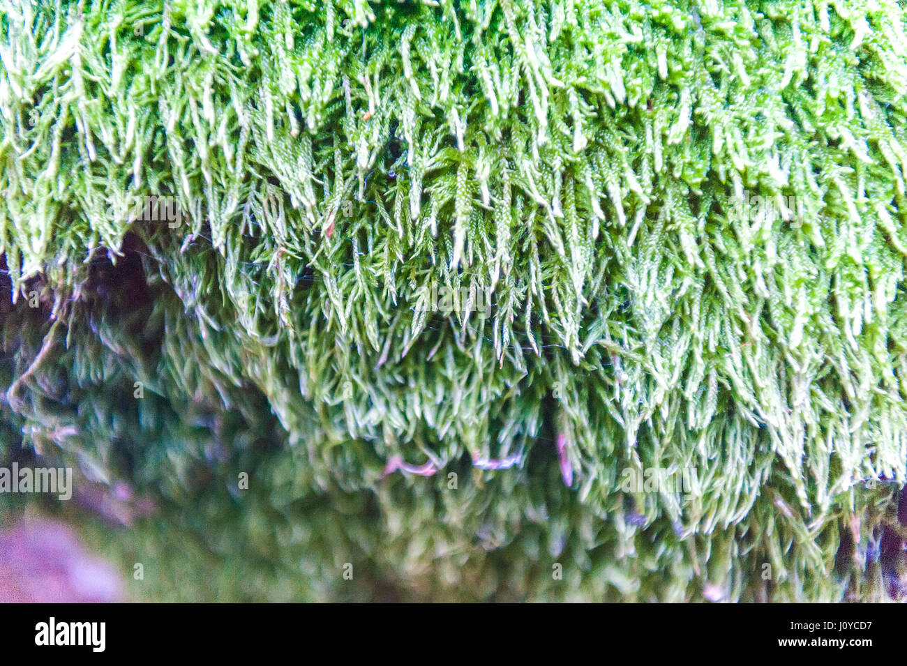 Moss green flower hi-res stock photography and images - Alamy