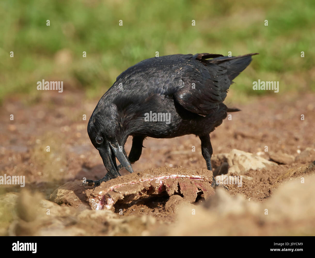 Raven eating hi-res stock photography and images - Alamy