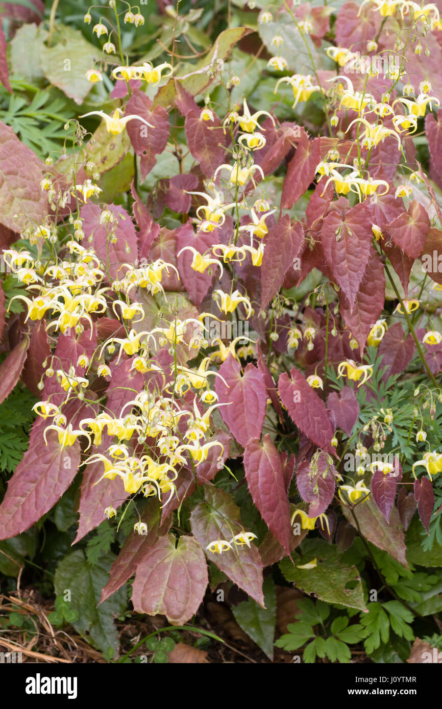 Masses of the small, yellow spring flowers of the barrenwort, Epimedium ...