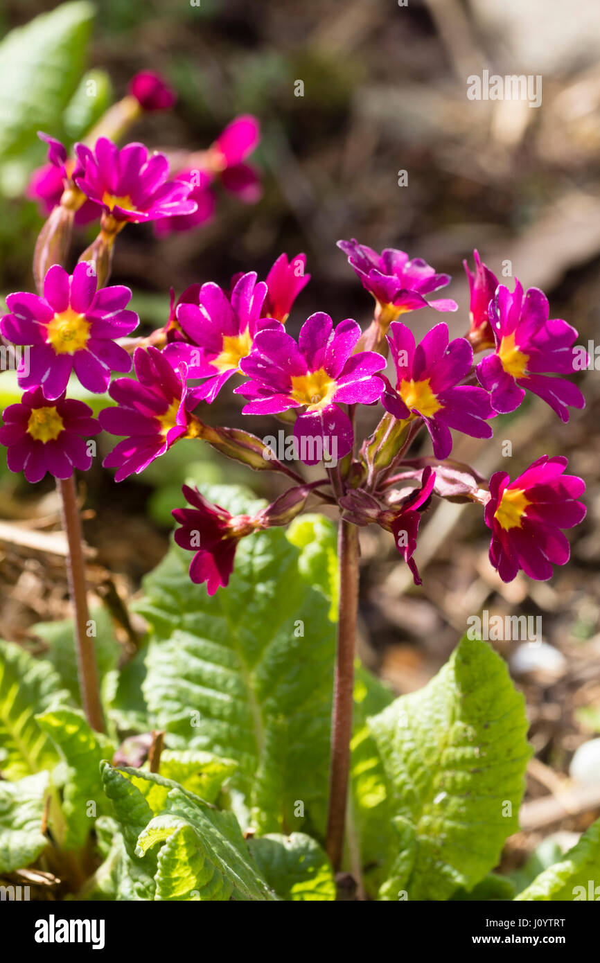Deep pink primrose flowers in the polyantha type heads of the Primula ...