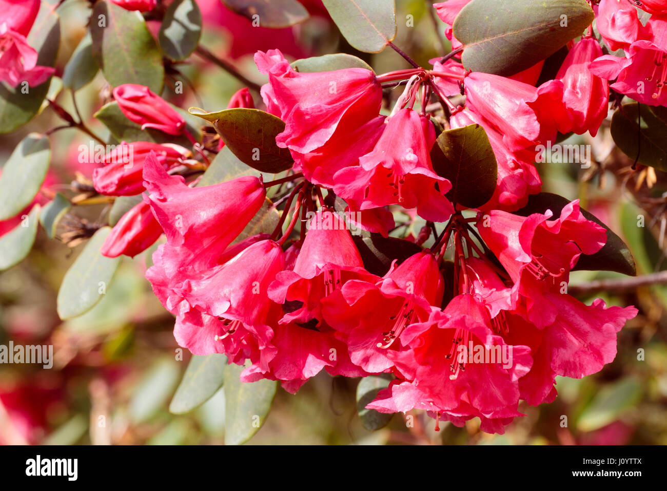 Pink Bell Flower Ground Cover