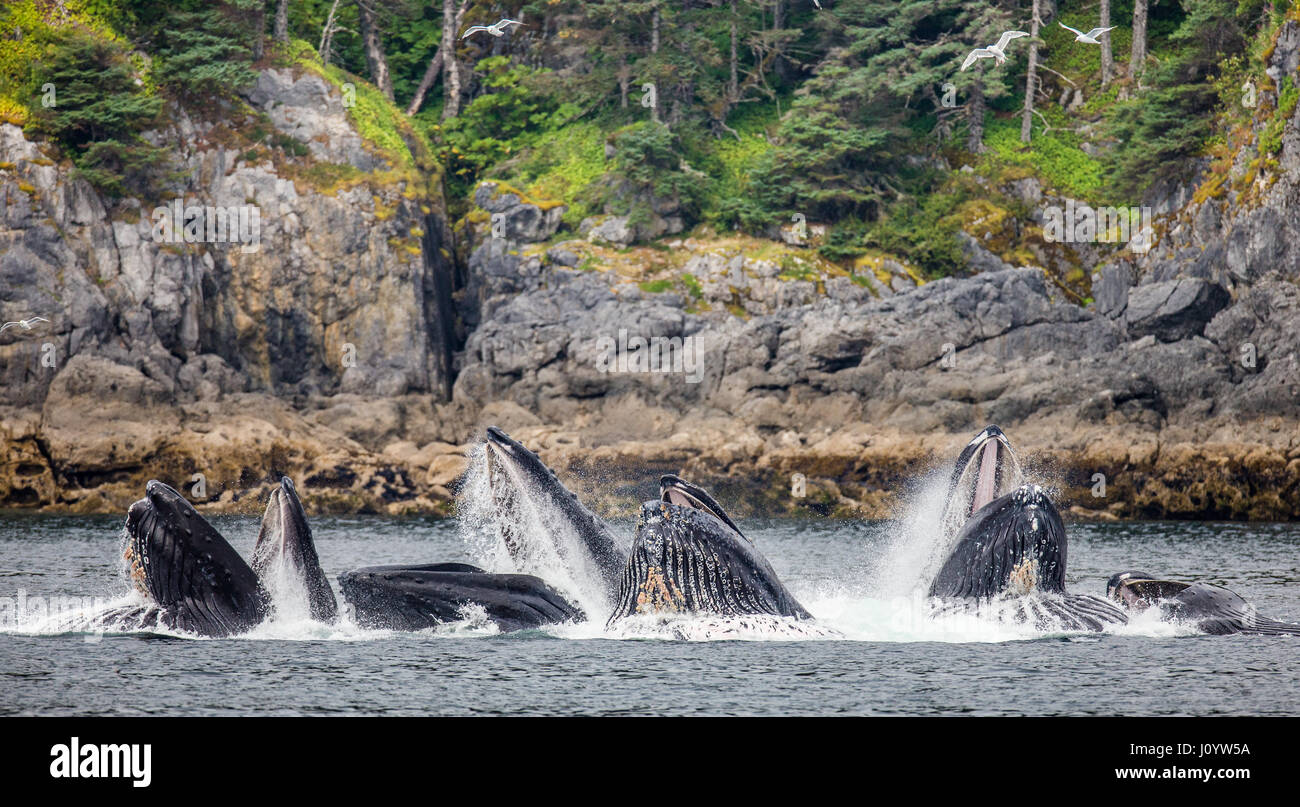 The head and the humpback whale's mouth above the water surface close ...