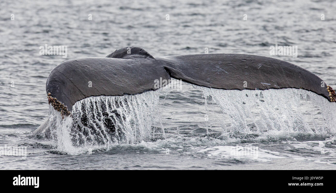 Tail humpback whale above the water surface closeup. Chatham Strait ...