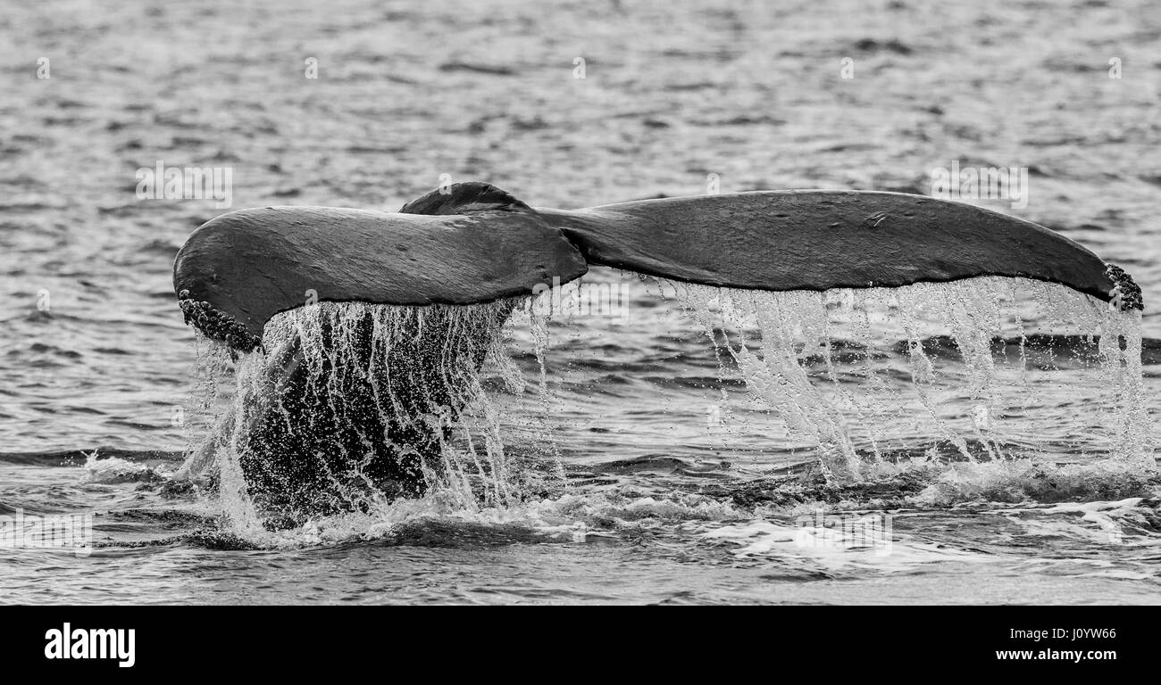 Tail humpback whale above the water surface closeup. Chatham Strait ...
