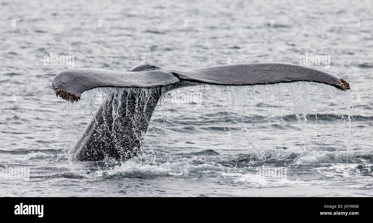 Tail humpback whale above the water surface closeup. Chatham Strait ...