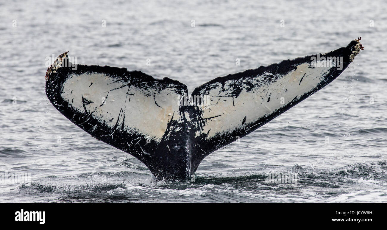 Tail humpback whale above the water surface closeup. Chatham Strait ...