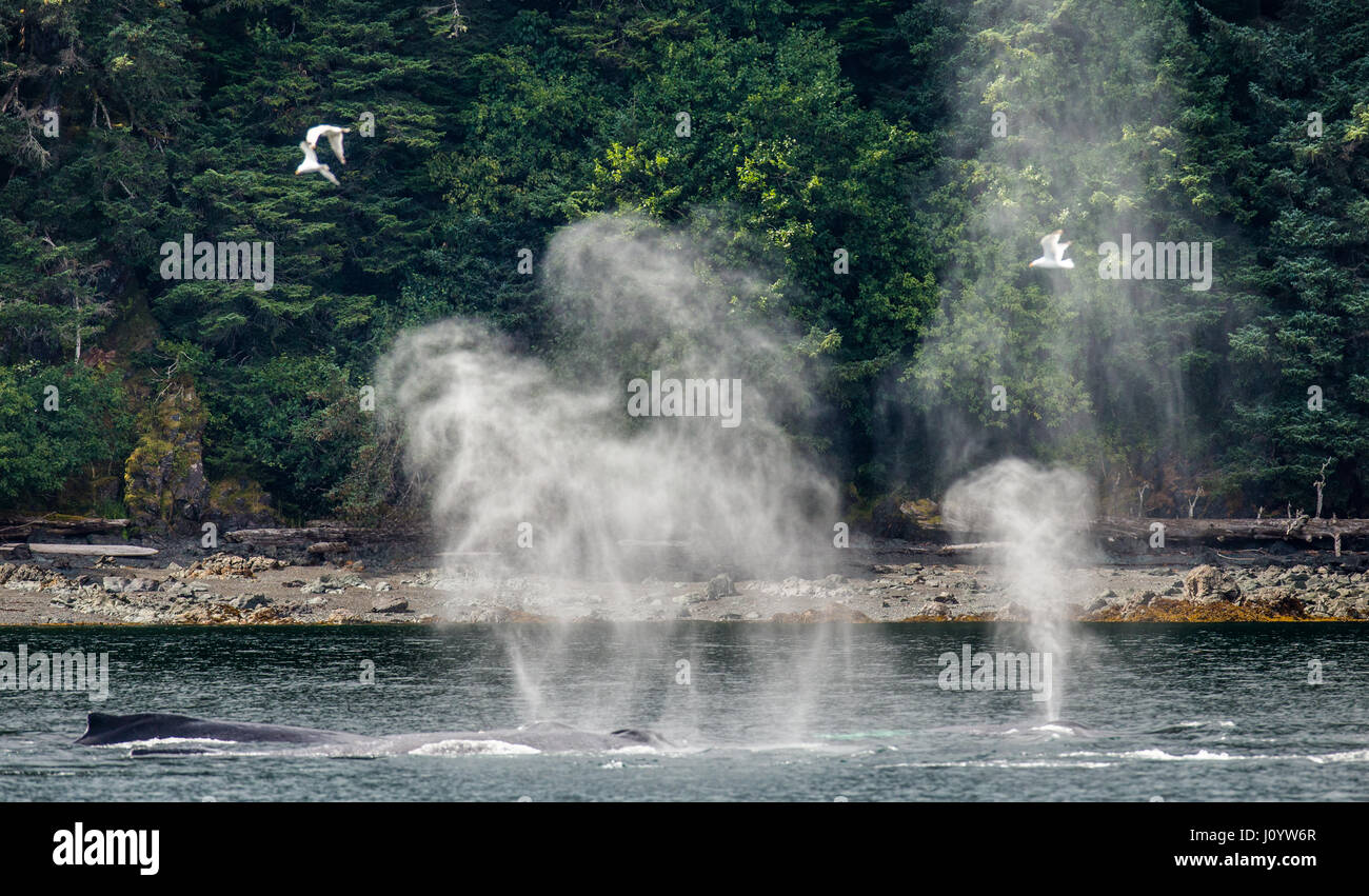 Humpback whales let out the fountains. Chatham Strait area. Alaska. USA ...