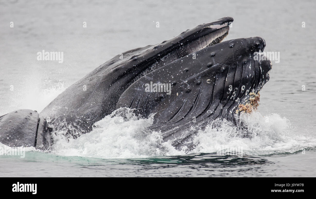 The head and the humpback whale's mouth above the water surface close ...