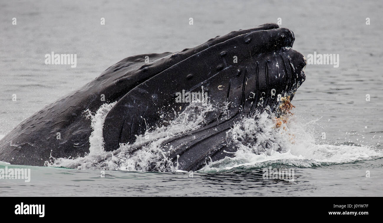 The head and the humpback whale's mouth above the water surface close ...