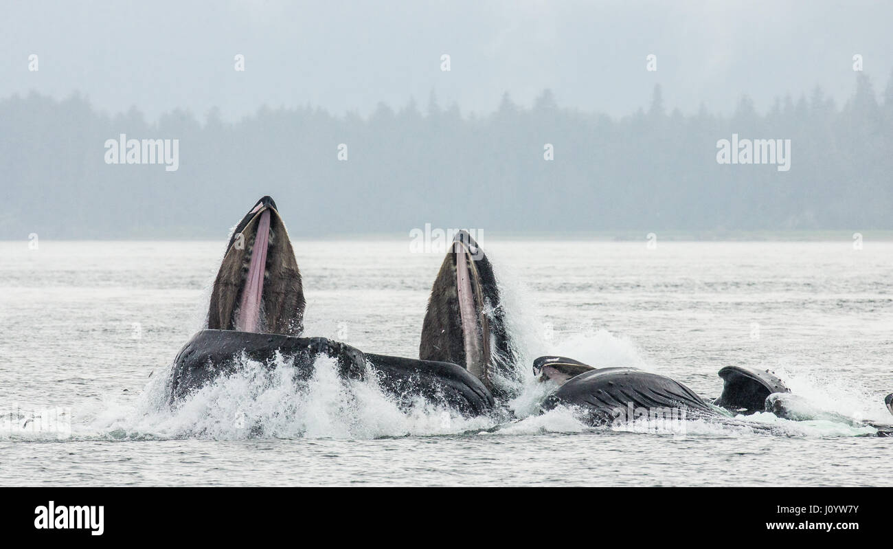 The head and the humpback whale's mouth above the water surface close ...