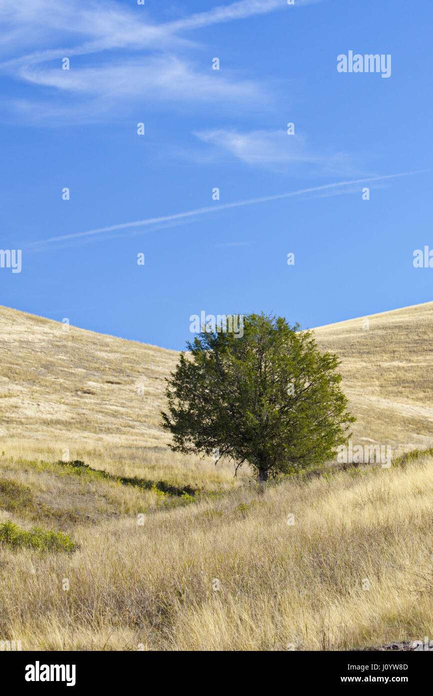 One tree in National Bison Range of Montana, USA. Sanctuary created to ...