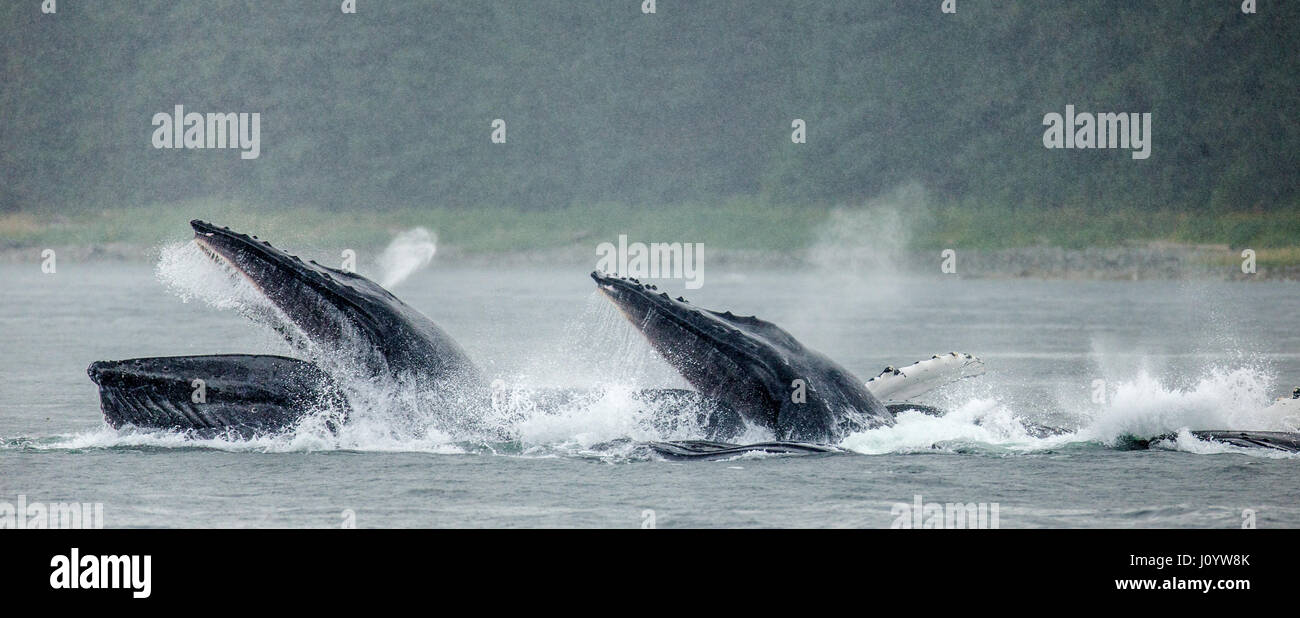 Humpback whales let out the fountains. Chatham Strait area. Alaska. USA ...