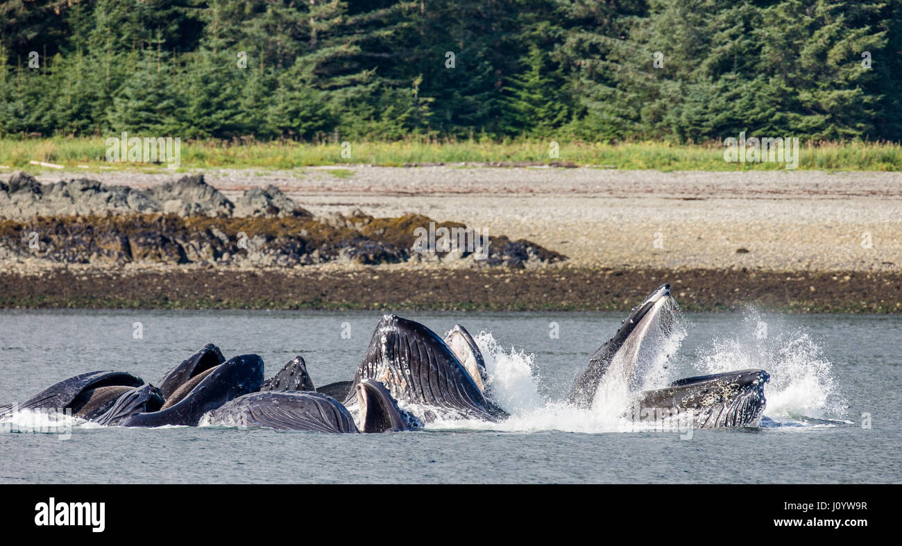The head and the humpback whale's mouth above the water surface close ...