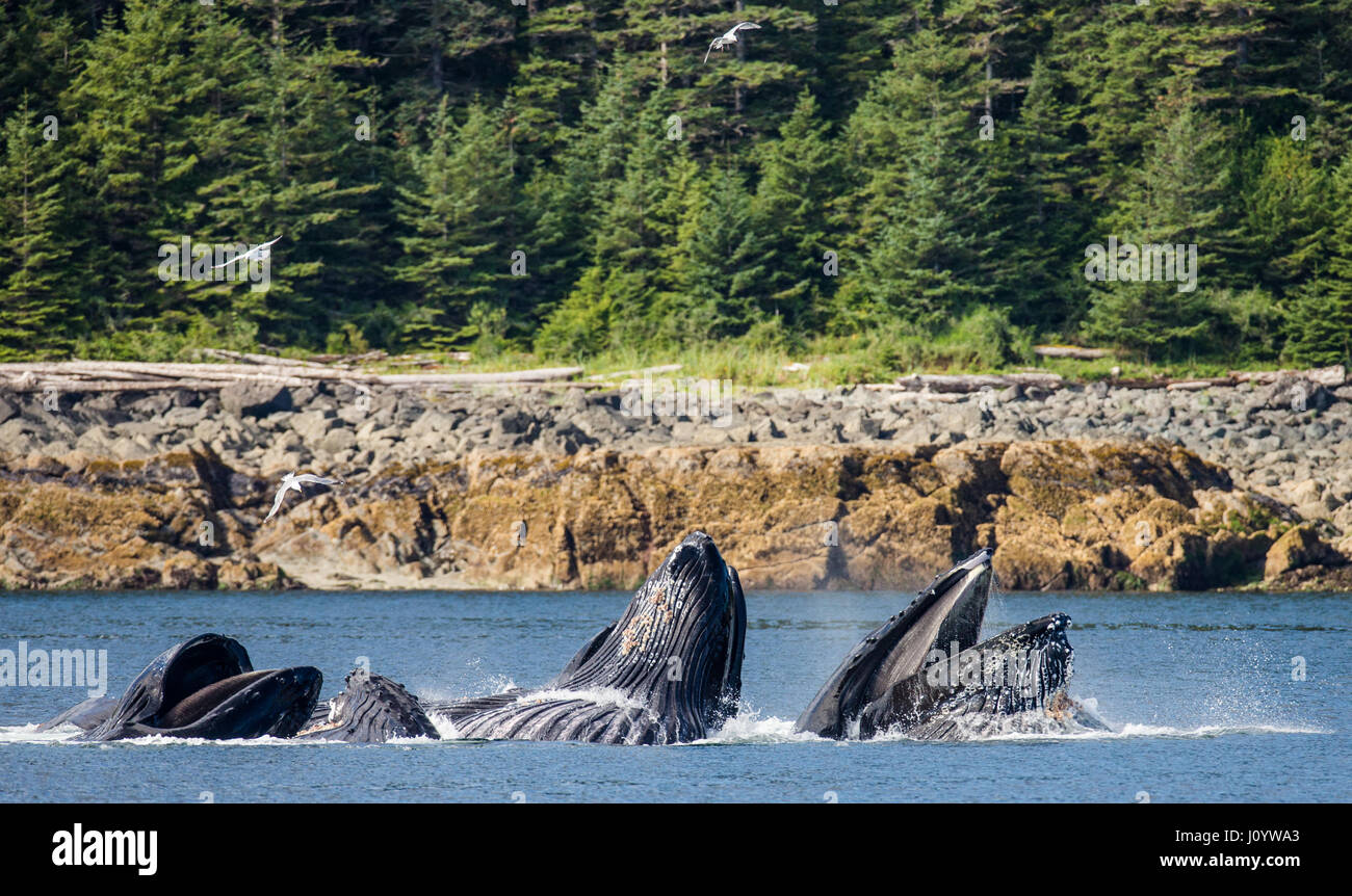 The head and the humpback whale's mouth above the water surface close ...