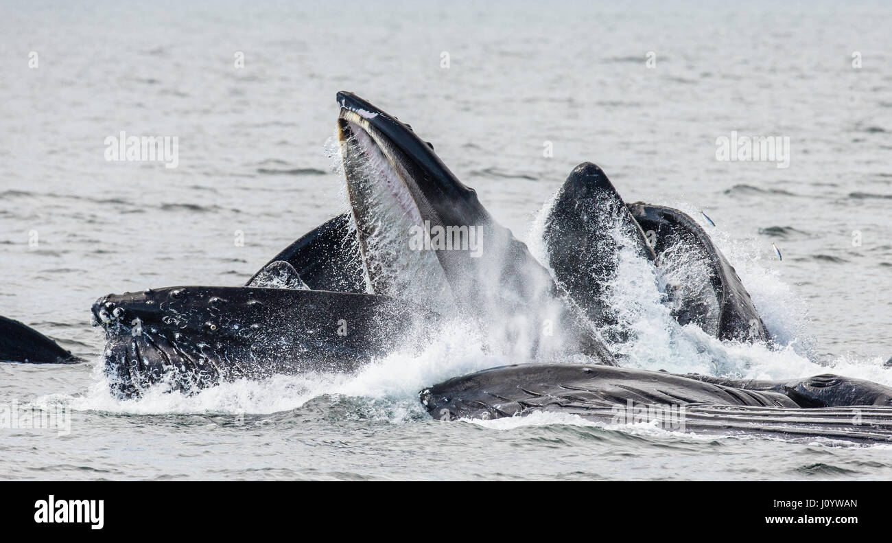 The head and the humpback whale's mouth above the water surface close ...