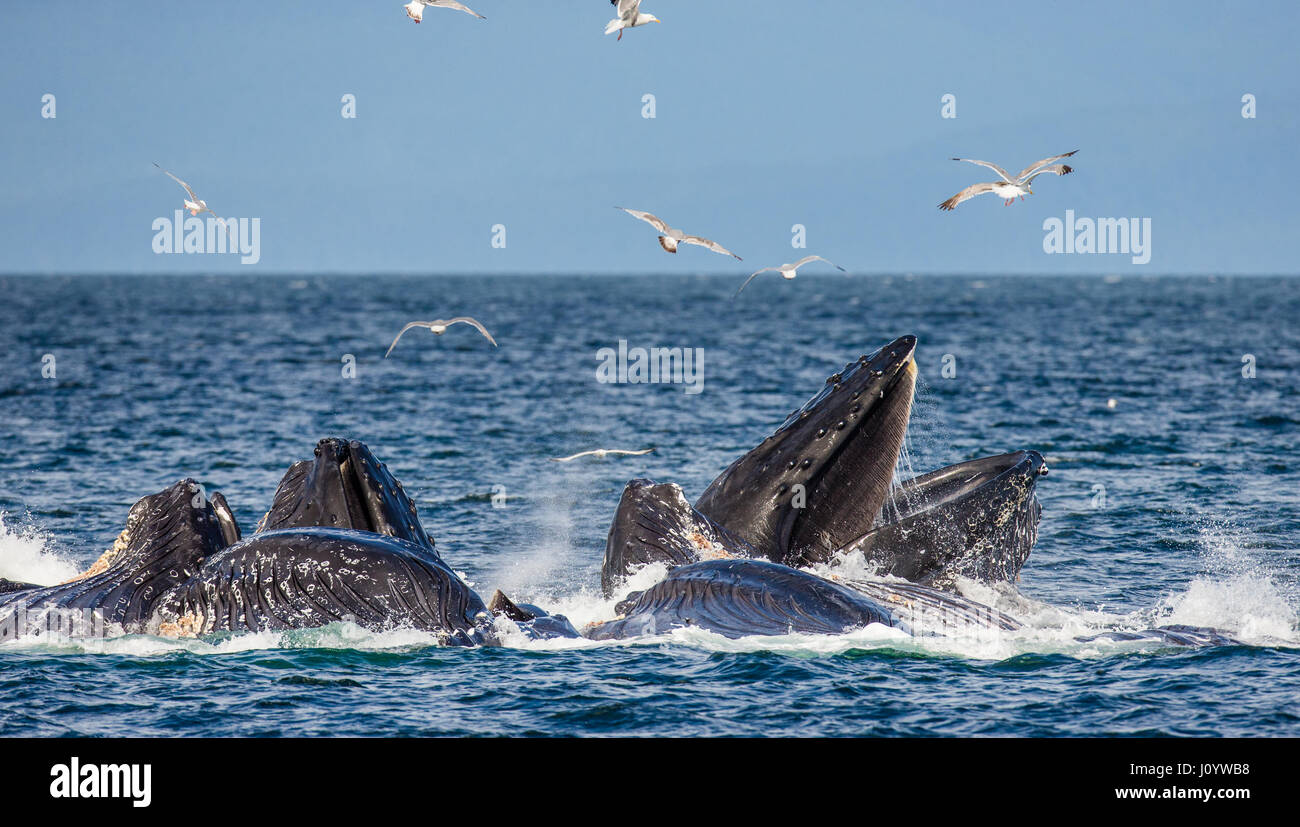The head and the humpback whale's mouth above the water surface close ...
