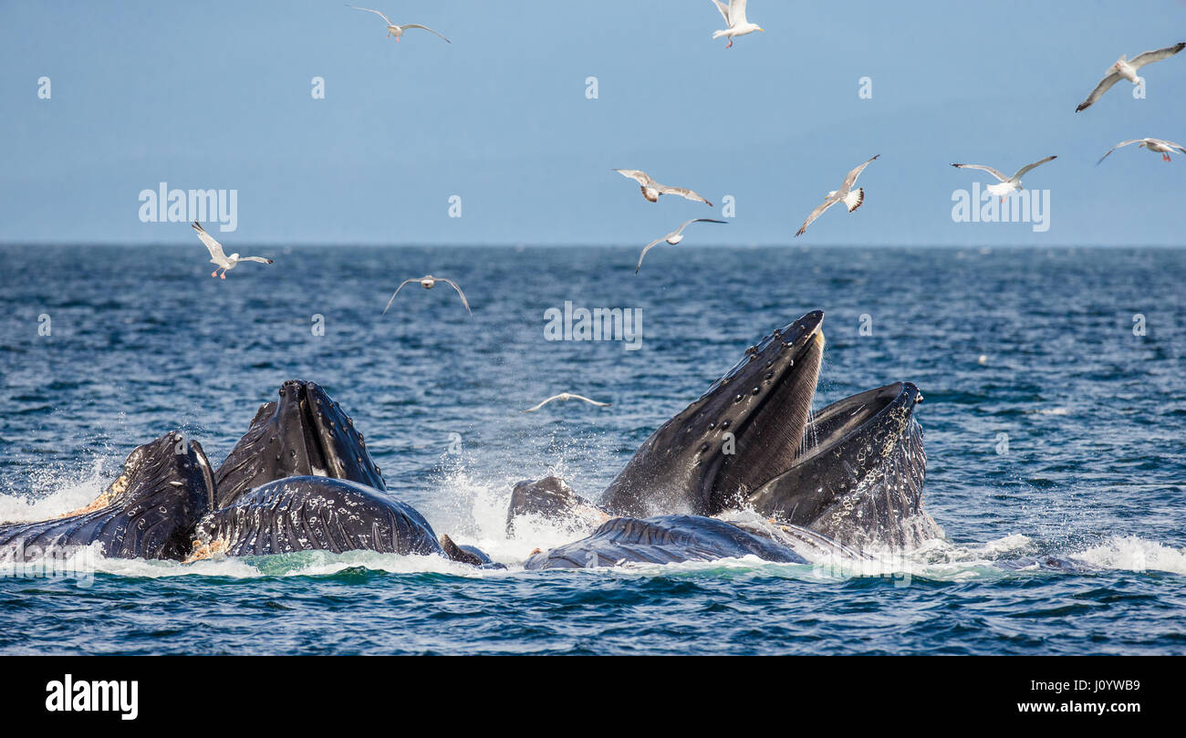 The head and the humpback whale's mouth above the water surface close ...