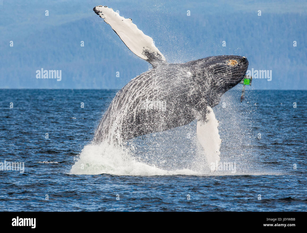 Jumping humpback whale. Chatham Strait area. Alaska. USA Stock Photo ...