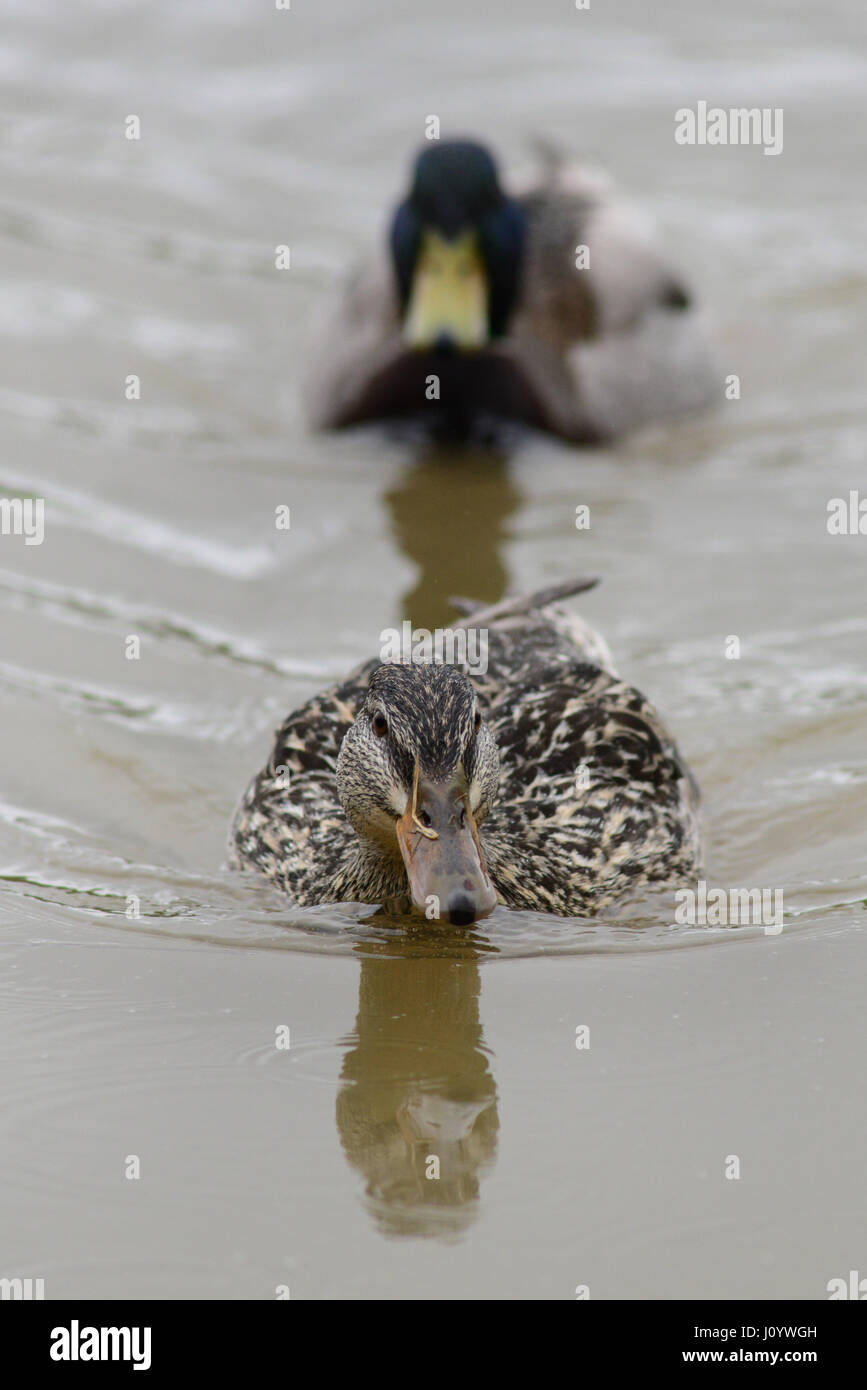 Mallards swimming on a pond Stock Photo - Alamy