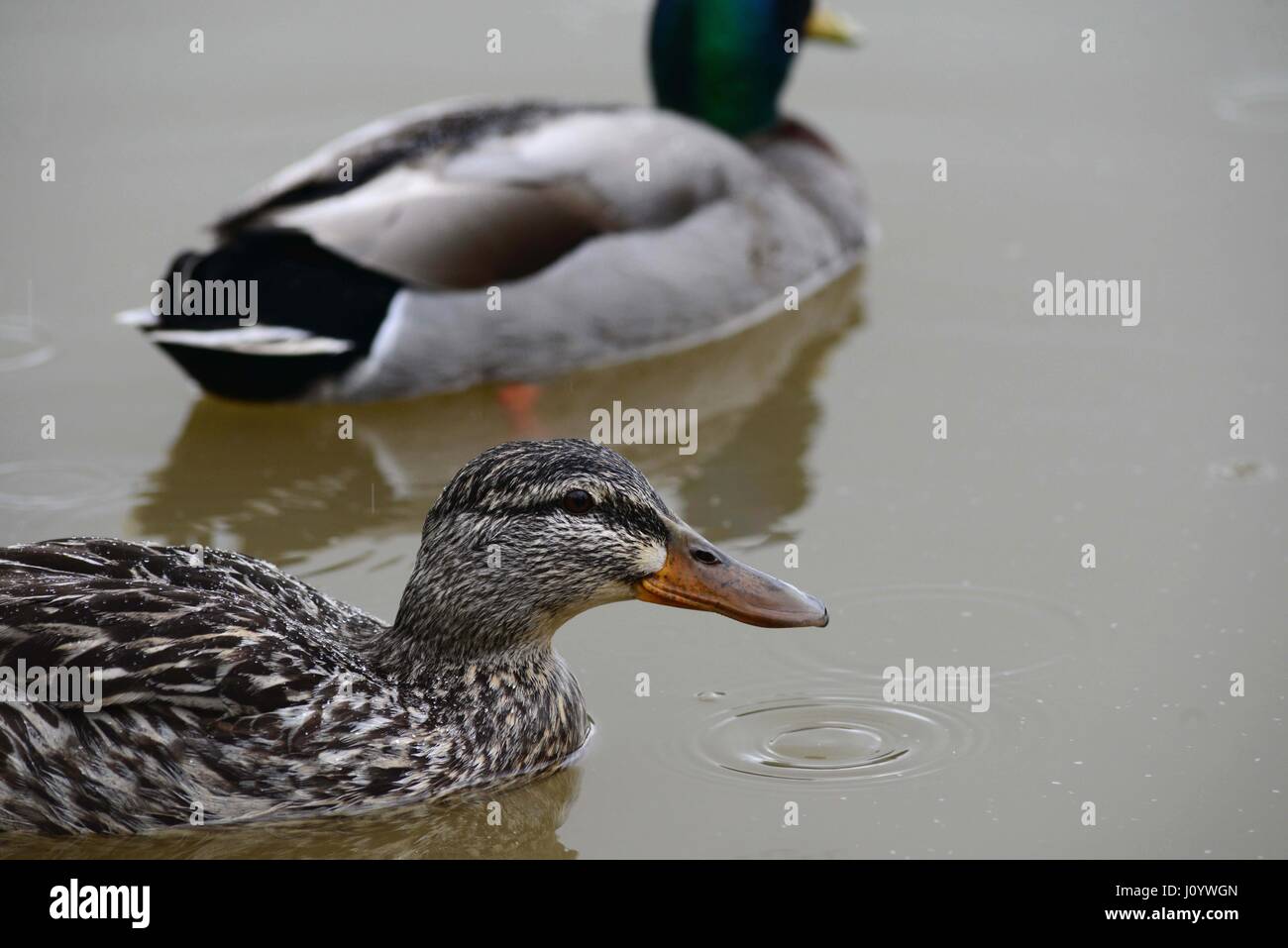 Mallards swimming on a pond Stock Photo - Alamy