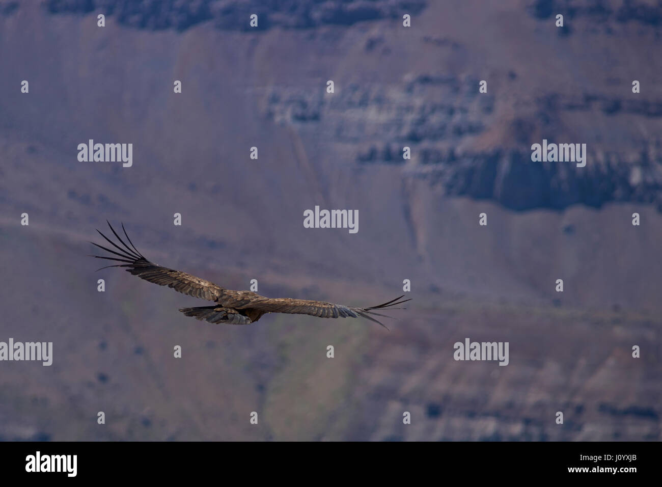 Andean condor chile hi-res stock photography and images - Alamy