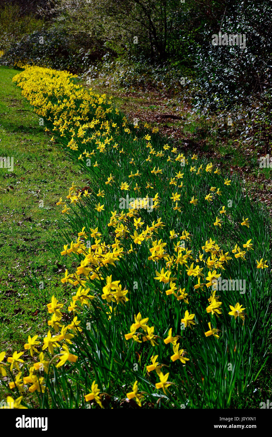 ROAD SIDE DAFFODILS Stock Photo - Alamy