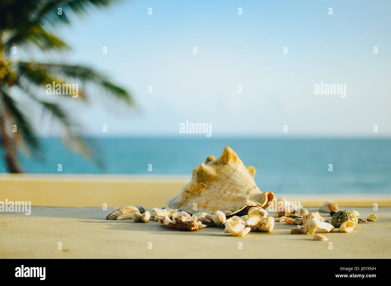 The ledge on a beach with seashells. The seashells are in focus and you ...