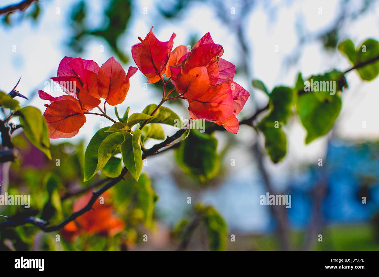 A plant with bright red and pink flower leaves. The rest of the tree ...