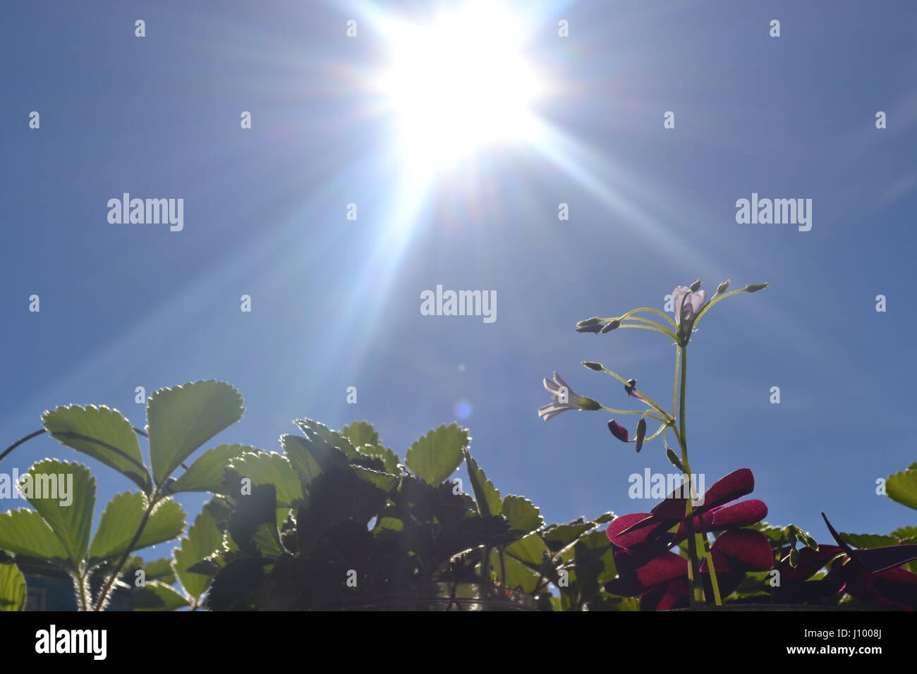 Catching The Light Of The Sun Stock Photos & Catching The Light Of The ...