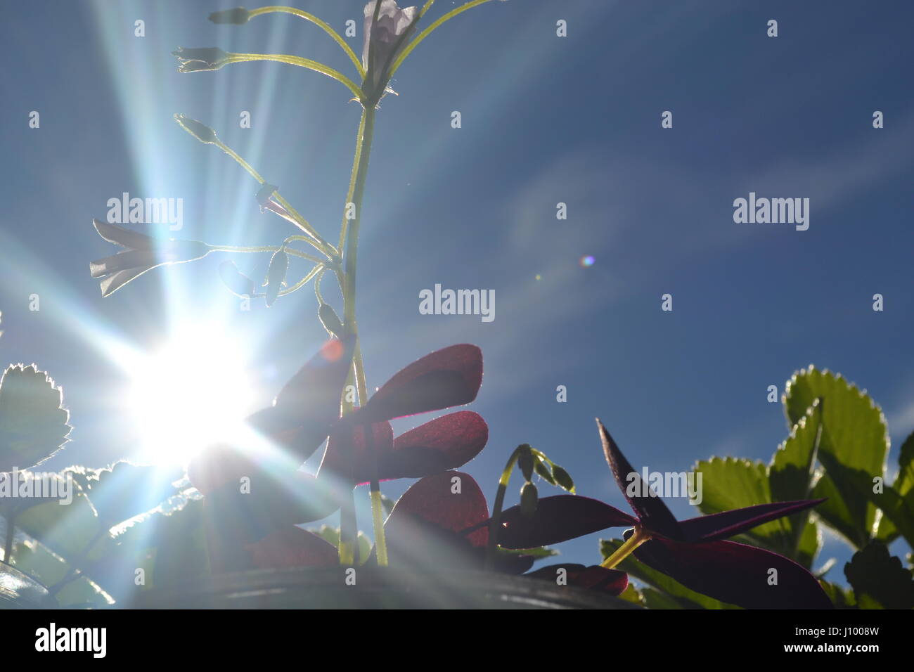 Powerful sun light hi-res stock photography and images - Alamy