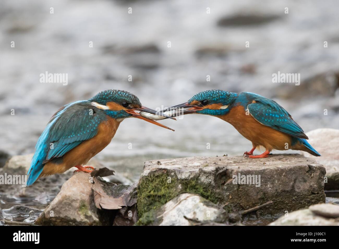 Kingfisher (Alcedo atthis) on stone courtship feeding, pair, male ...